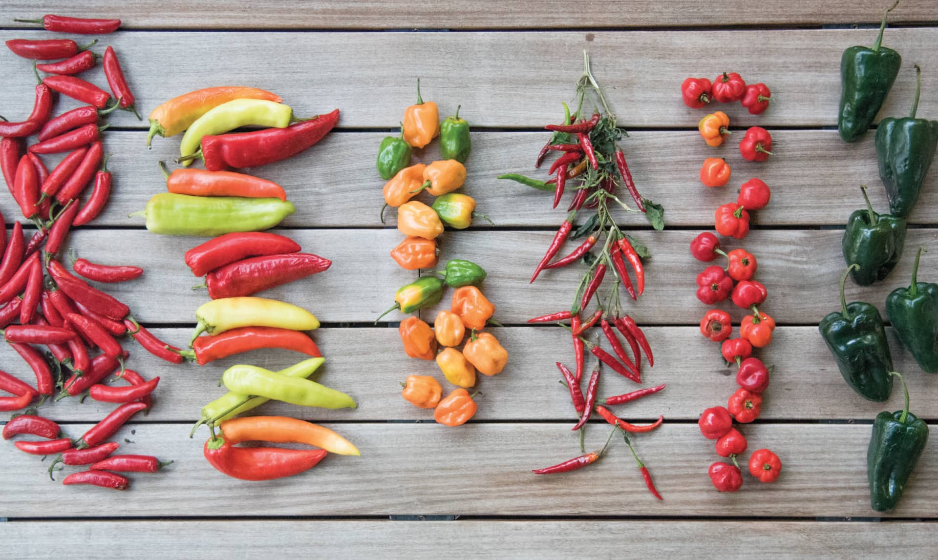 Intention Gardening: Grow Your Dreams, One Plant at a Time - Mahoney's ...