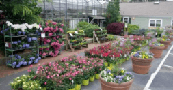 Mahoney's Garden Centers, MA - Mahoney's Garden Centers (8 locations)