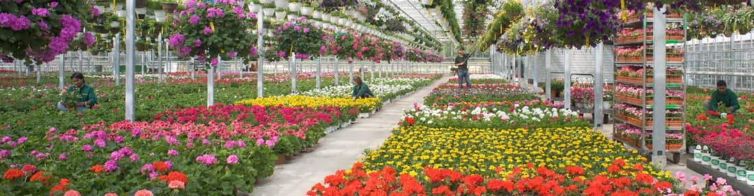 Our Story - Mahoney's Garden Center