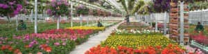 Our Story - Mahoney's Garden Center