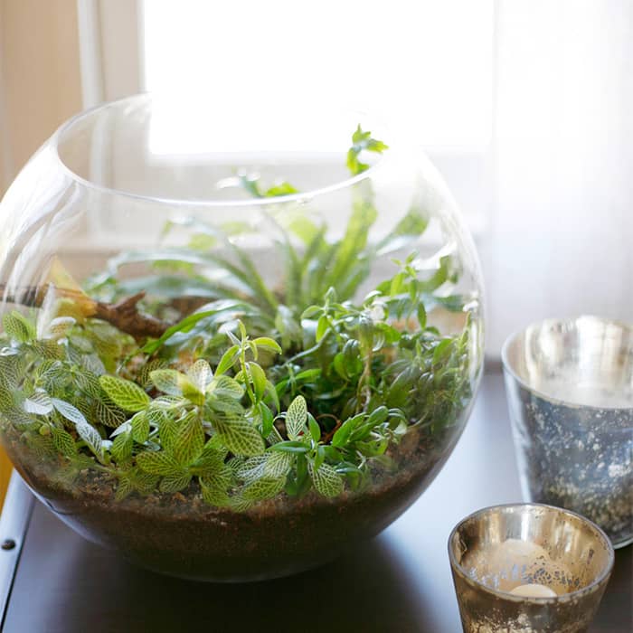 Building a Terrarium with KidsGardening - Mahoney's Garden Center