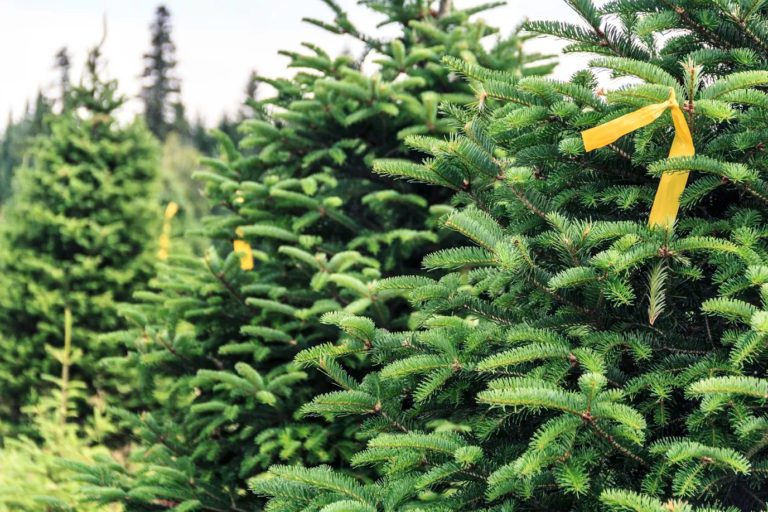 The Difference Between Fraser and Balsam Fir Christmas Trees - Mahoney ...