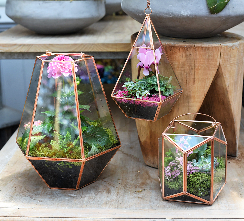 Building a Terrarium with KidsGardening - Mahoney's Garden Center