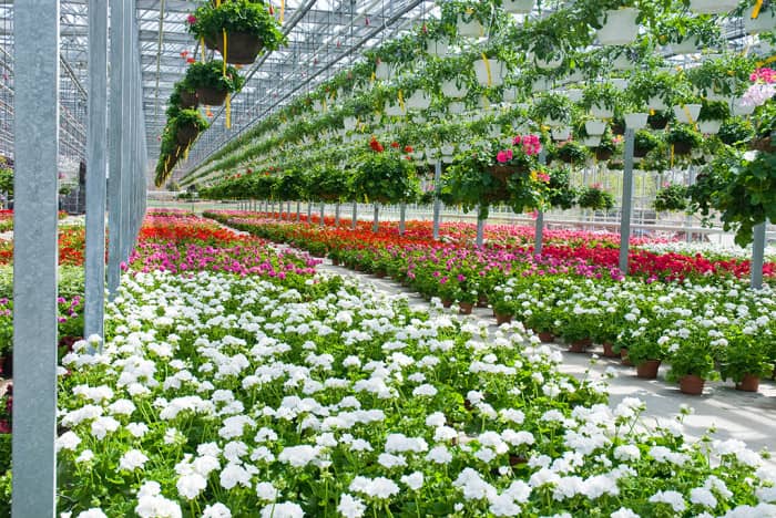 Mahoney's Grown - Mahoney's Garden Center
