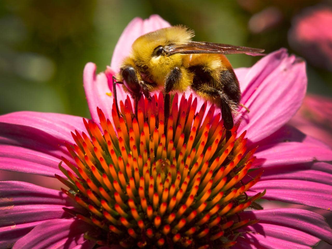 National Pollinator Week 2024 - Blog- Mahoney's Garden Center