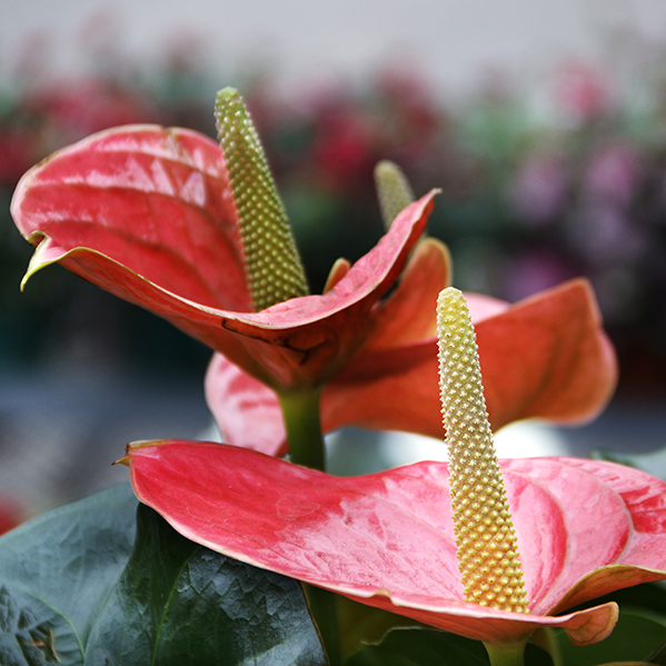 Anthuriums: Bold Color and Tropical Flair for Your Home - Blog- Mahoney ...