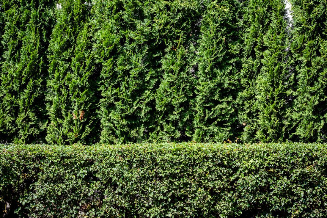 The New England Guide to Privacy Screening - Mahoney's Garden Center