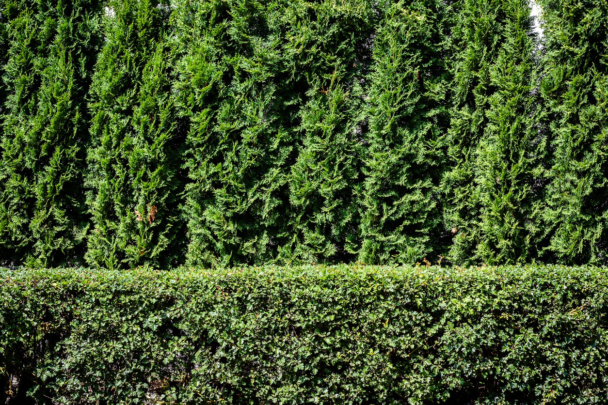 The New England Guide to Privacy Screening - Mahoney's Garden Center