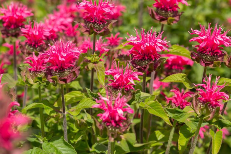 Monarda Magic: Bright Blooms for Hummingbirds and Bees - Mahoney's ...