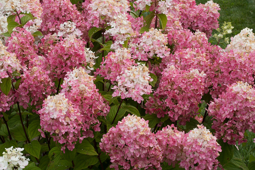 The Wondrous World of Hydrangea Paniculata - Mahoney's Garden Center