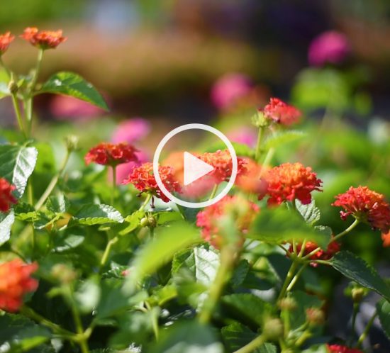 Mahoney's Garden Center | Your Home for Plants & Garden Supplies in MA