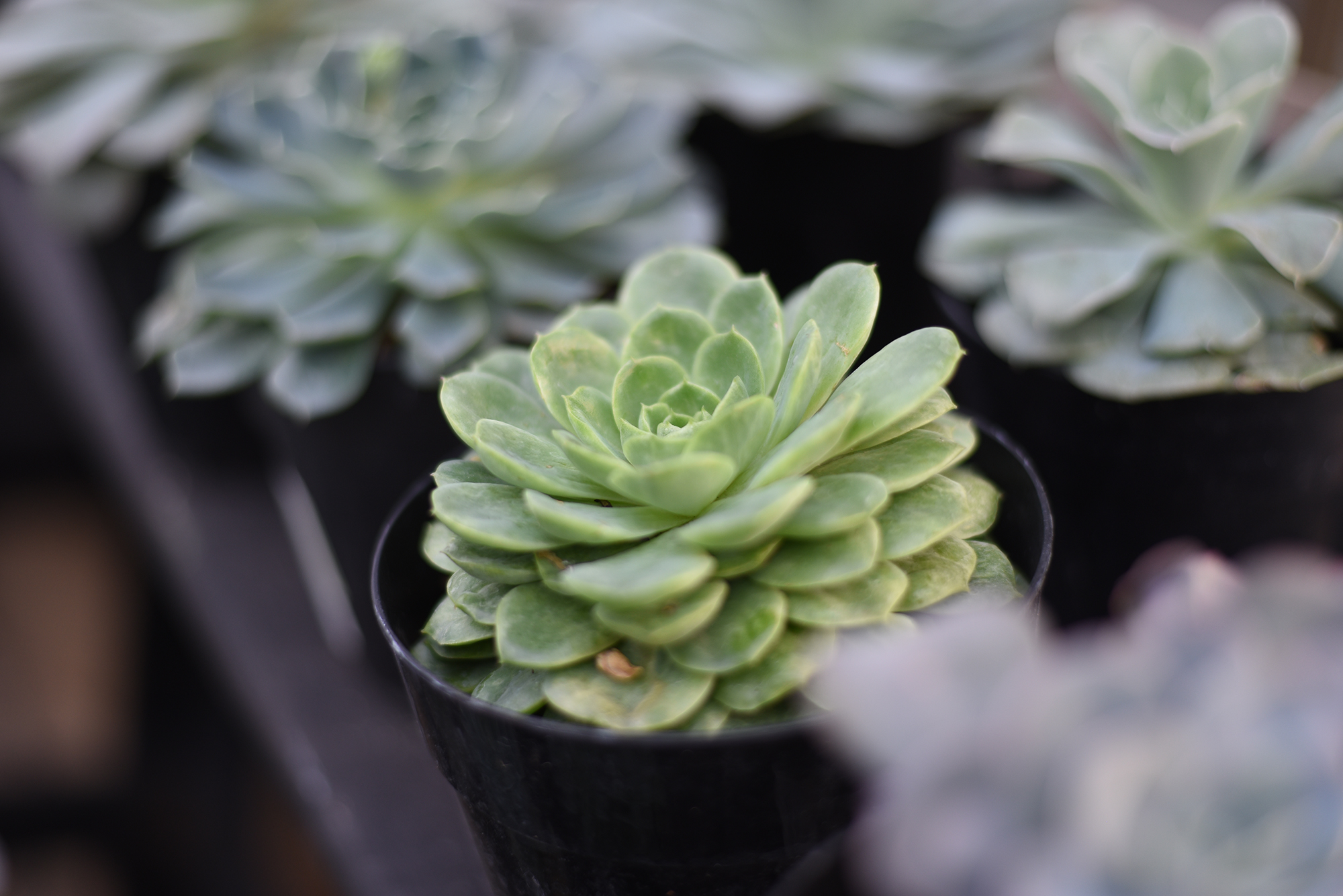 Grow Baby Succulents with KidsGardening - Mahoney's Garden Center