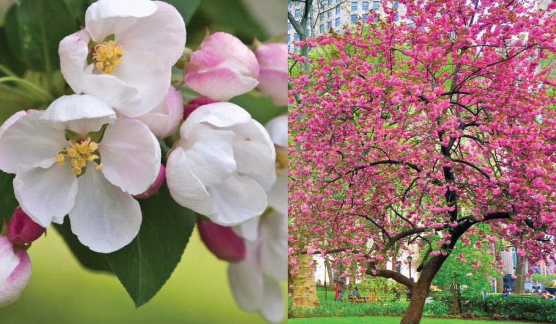 Spring Flowering Trees - Mahoney's Garden Center