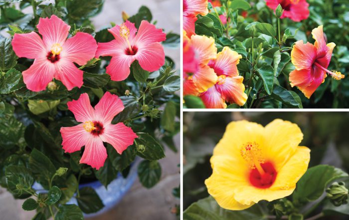 Exploring the Enchanting Trio of Hibiscus Varieties - Mahoney's Garden ...