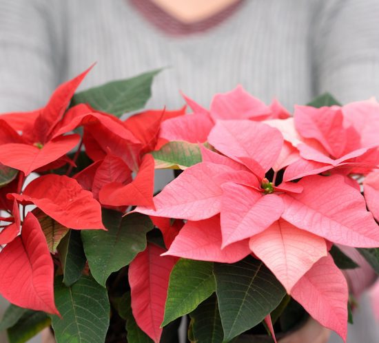 Mahoney's Garden Center | Your Home for Plants & Garden Supplies in MA