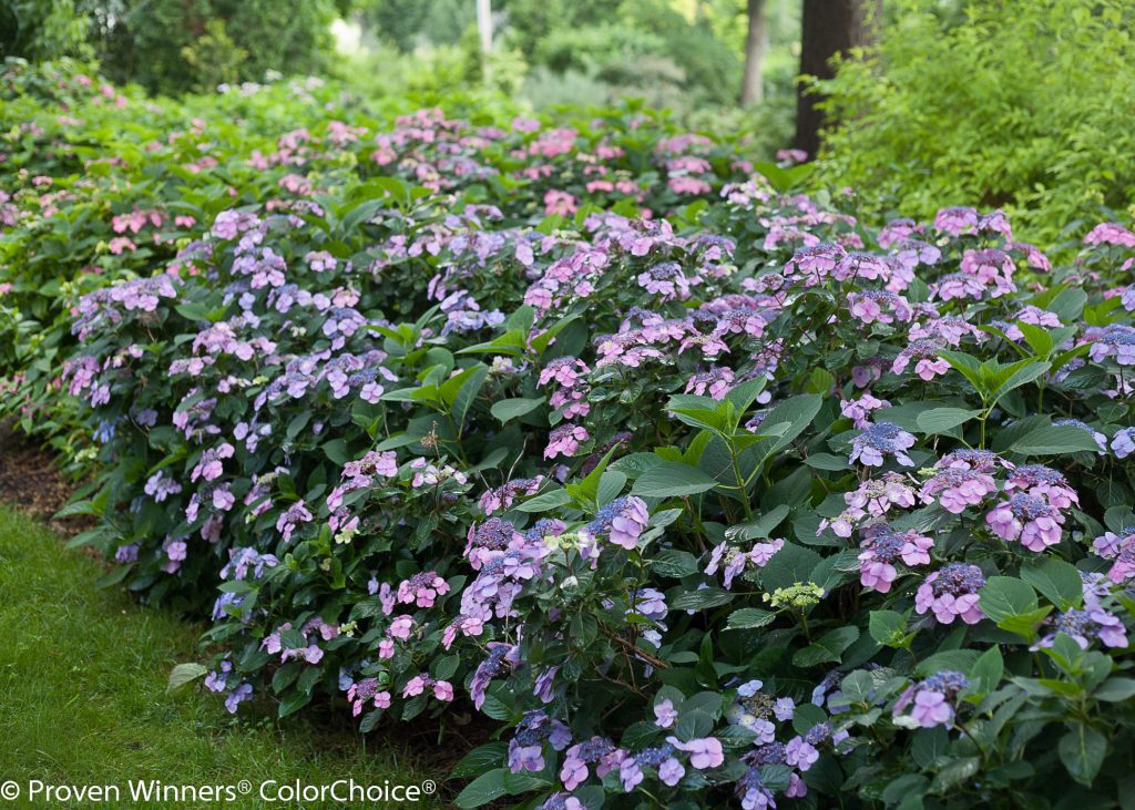 Hydrangeas In All Their Glory - Mahoney's Garden Center