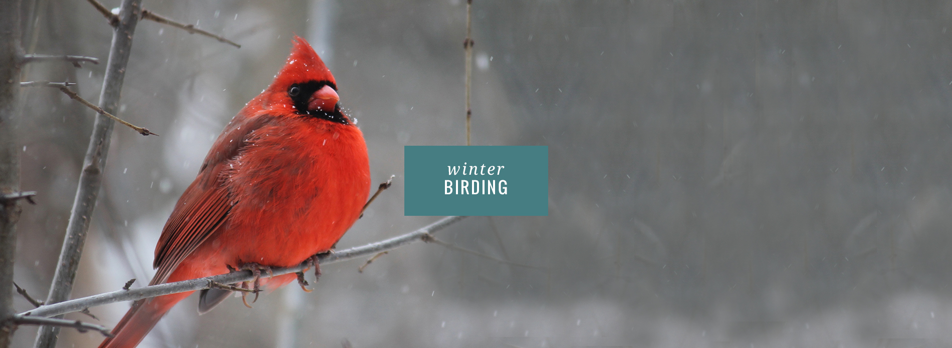 Winter Birding: Building a Backyard Sanctuary for Local Birds - Mahoney ...