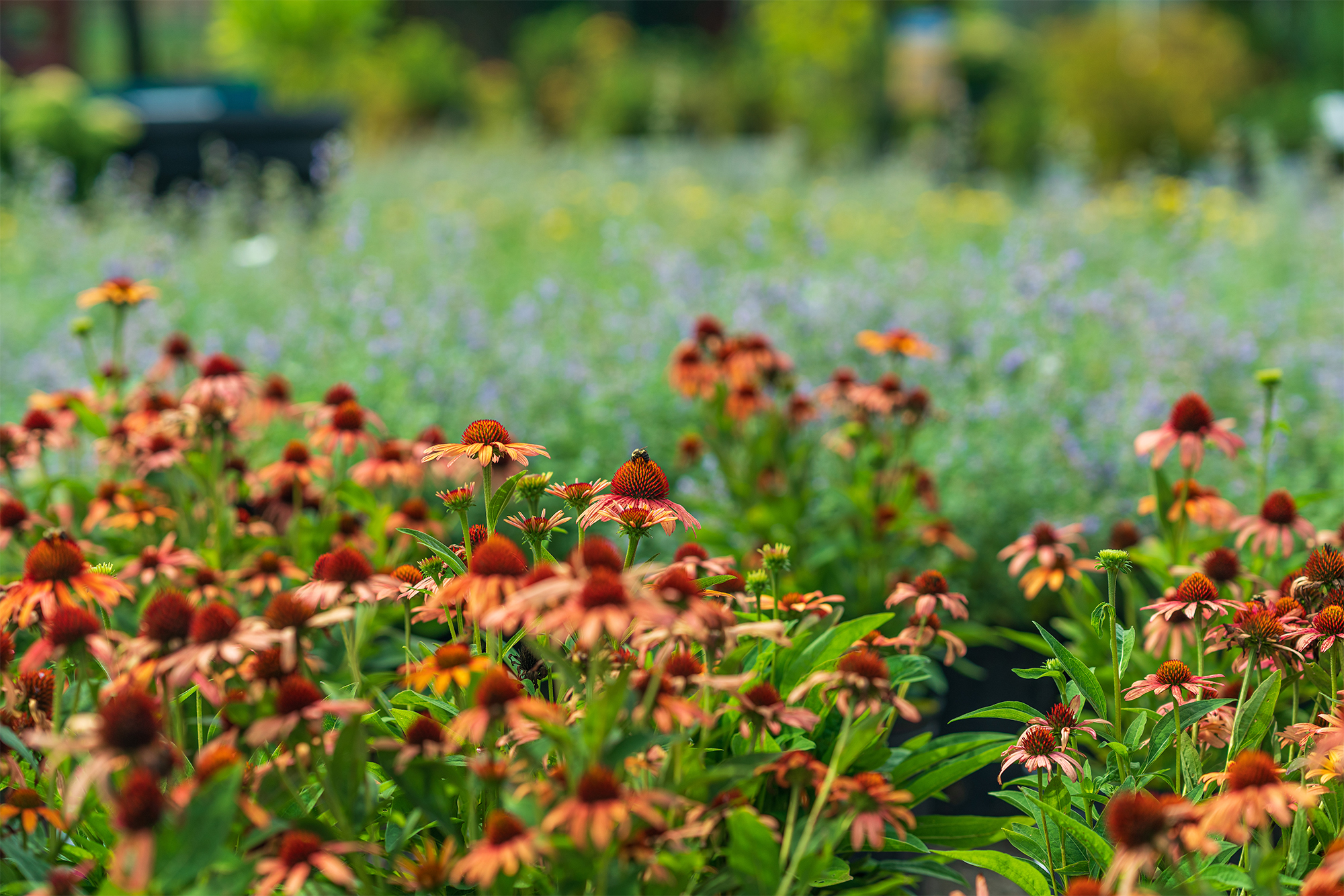 Late-Summer Perennial Blooms! - Blog- Mahoney's Garden Center