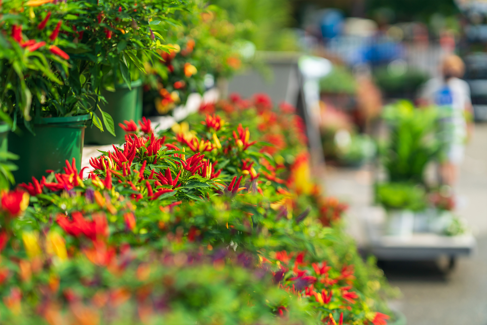 Fall Annuals Are Here! - Blog- Mahoney's Garden Center