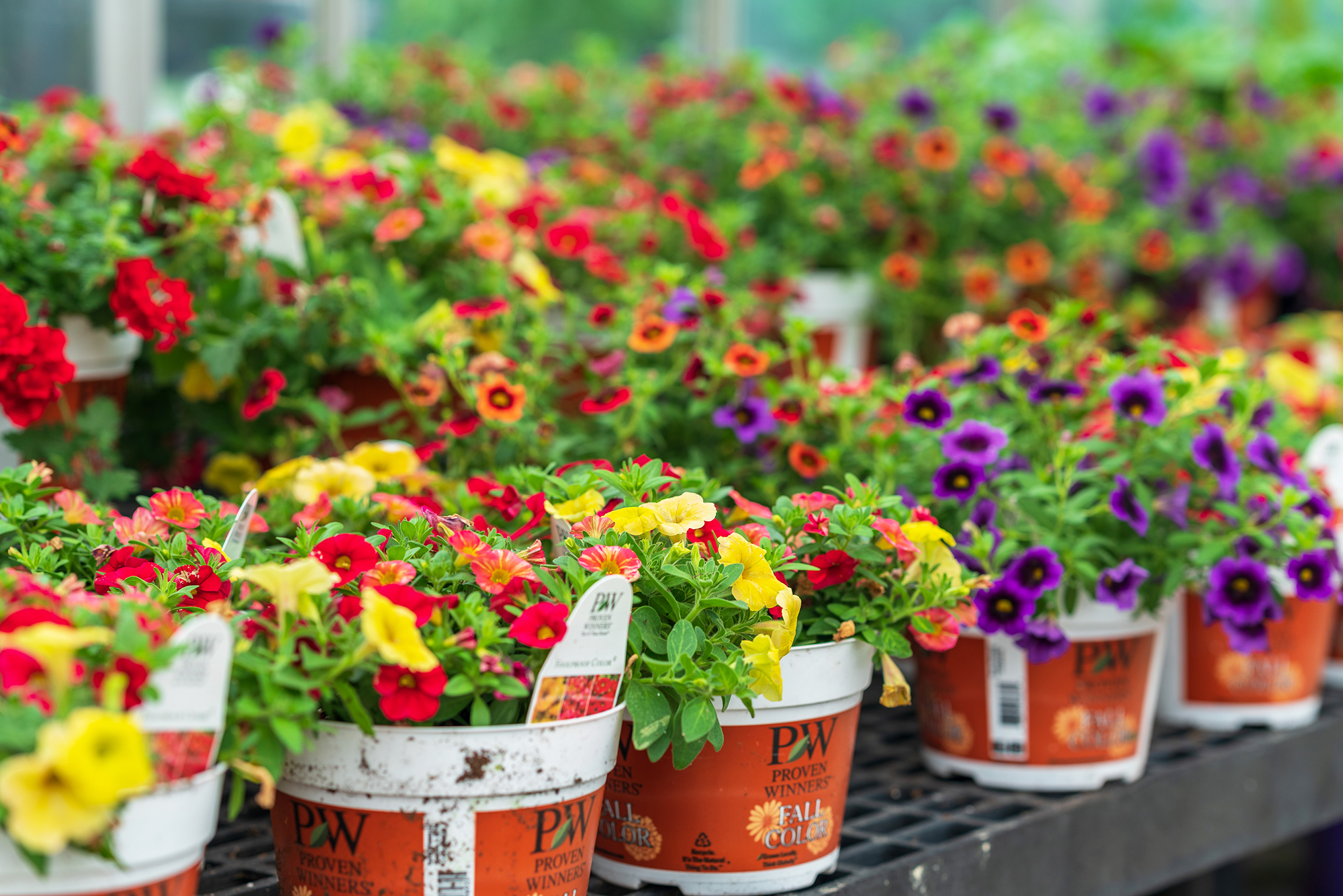 Fall Annuals Are Here! - Blog- Mahoney's Garden Center