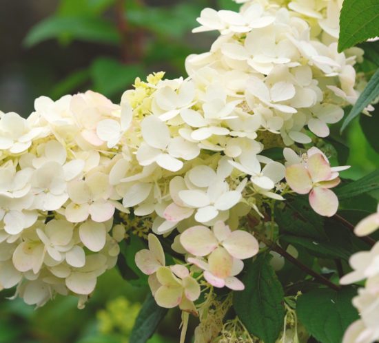 Mahoney's Garden Center – Your Home for Plants & Garden Supplies in MA