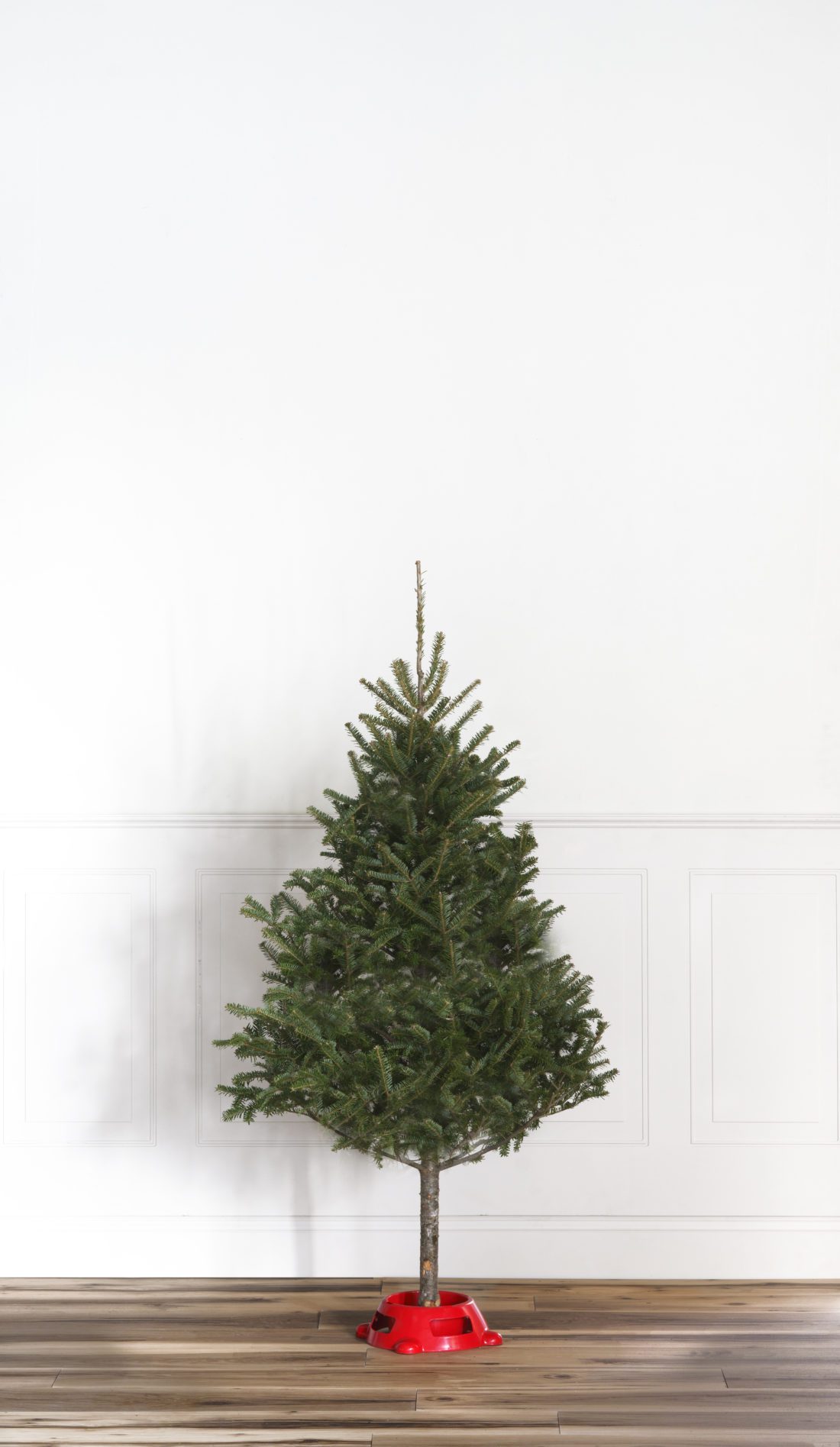 Christmas Trees - Mahoney's Garden Center