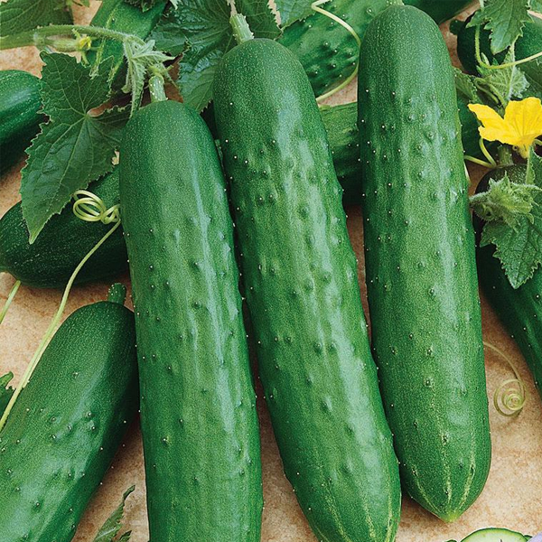 Uncle Mike’s Favorite Cucumbers – Mahoney's Garden Center