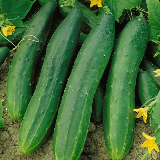 Uncle Mike's Favorite Cucumbers - Blog- Mahoney's Garden Center