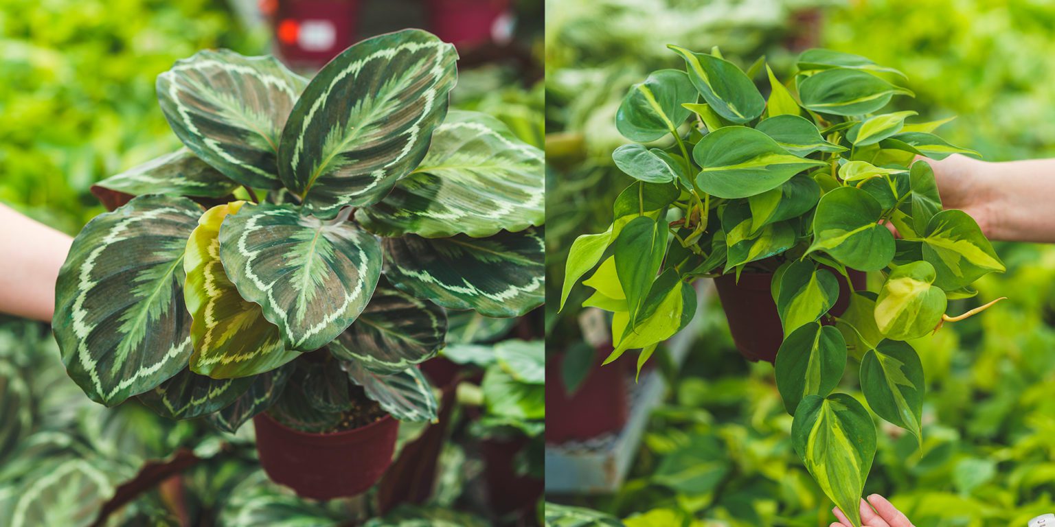 Houseplant Care Resources - Mahoney's Garden Center