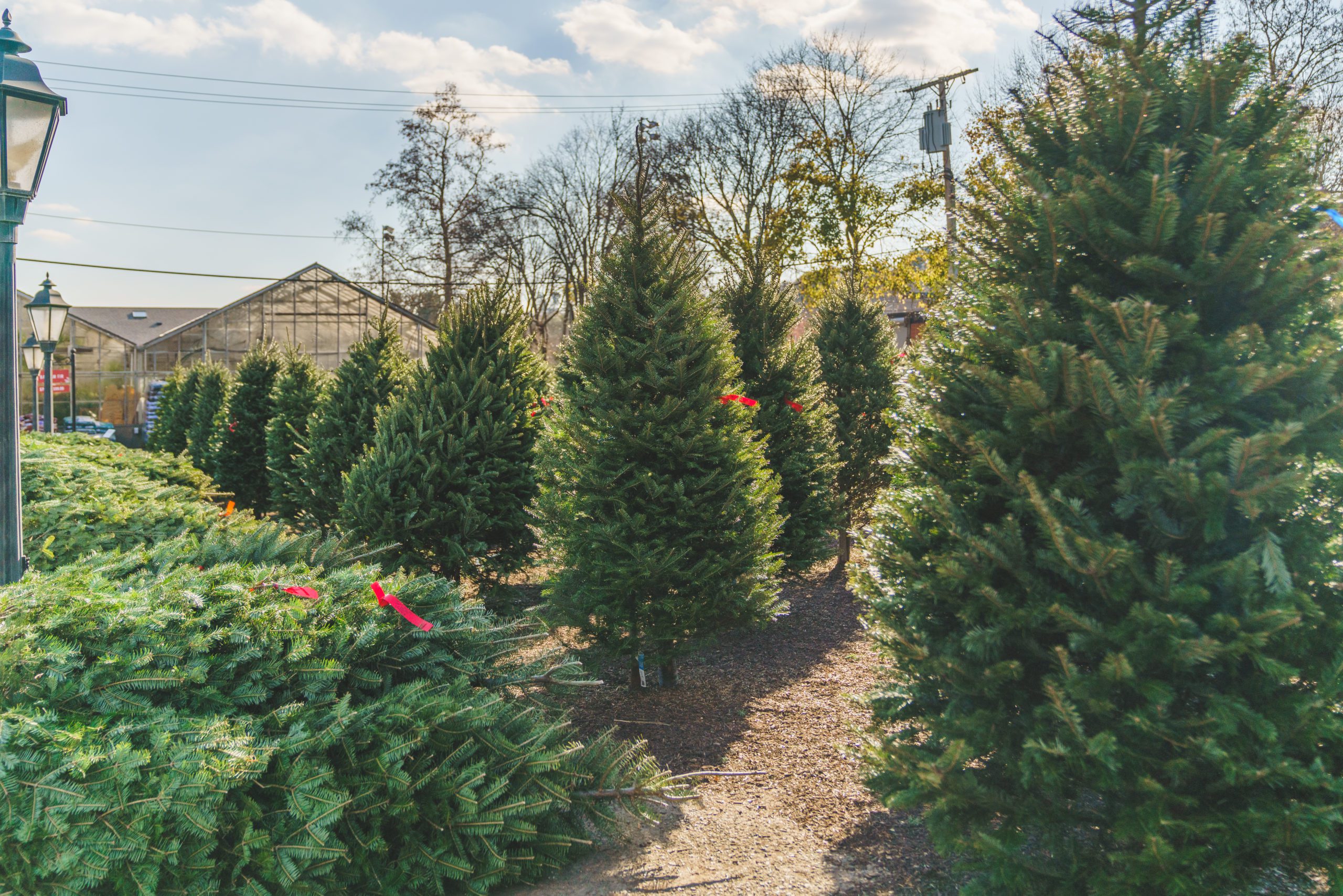 Video Look: Fresh Cut Christmas Trees - Blog- Mahoney's Garden Center
