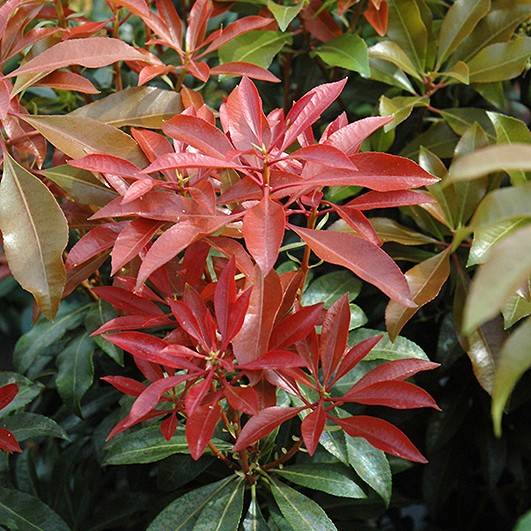 How to Grow and Care for Andromeda Shrubs - Mahoney's Garden Center