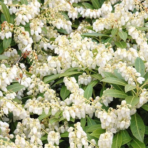 How to Grow and Care for Andromeda Shrubs - Mahoney's Garden Center