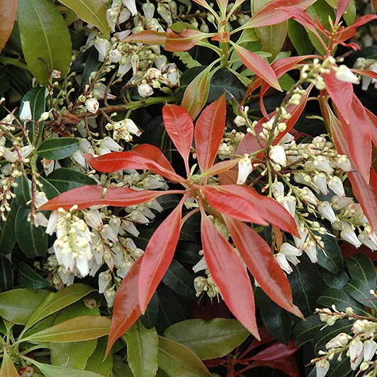 How to Grow and Care for Andromeda Shrubs - Mahoney's Garden Center
