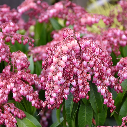 How to Grow and Care for Andromeda Shrubs - Mahoney's Garden Center