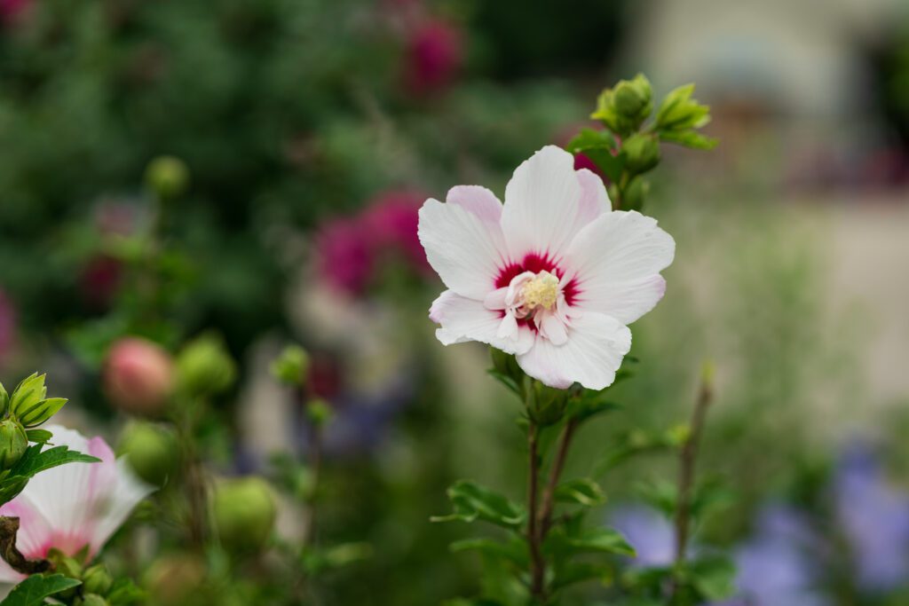 Nine Shrubs to Prune in April - Mahoney's Garden Center