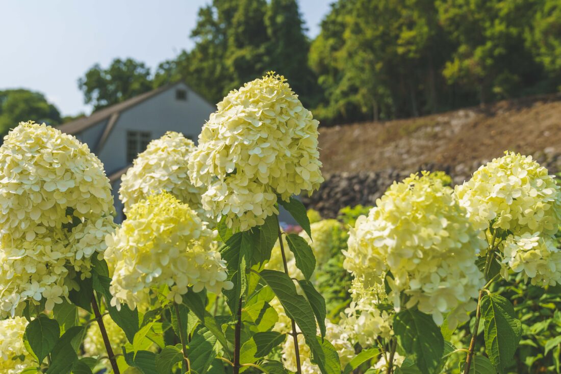 Nine Shrubs to Prune in April - Mahoney's Garden Center