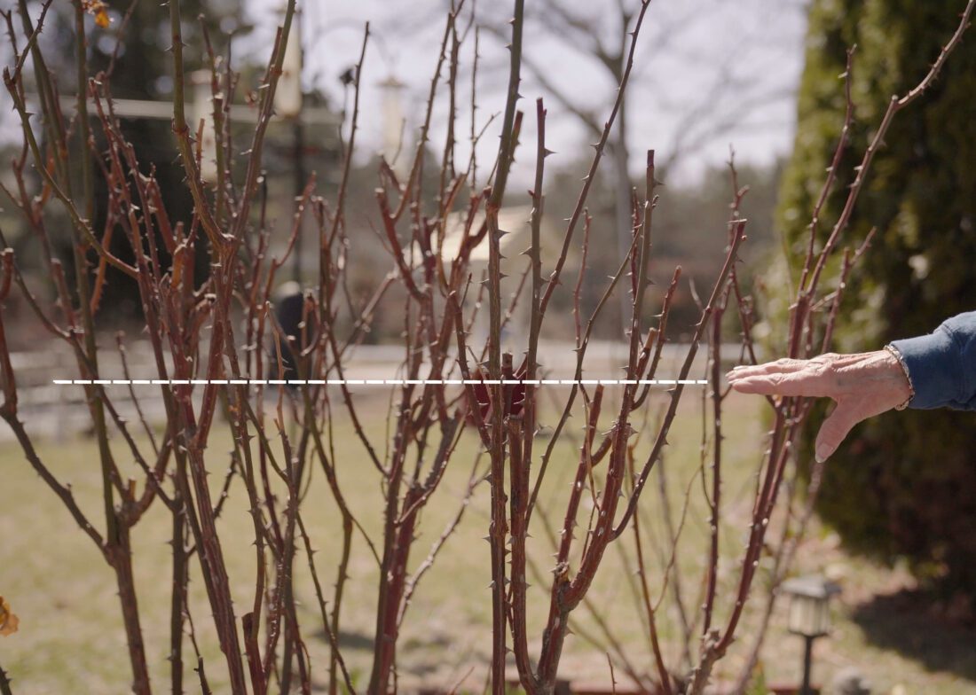 Spring Pruning Basics for New England -Mahoney's Garden Center