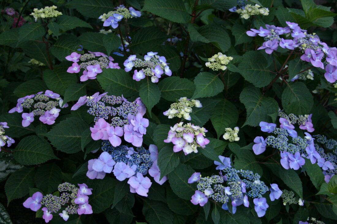 Hydrangeas in All Their Glory - Blog- Mahoney's Garden Center