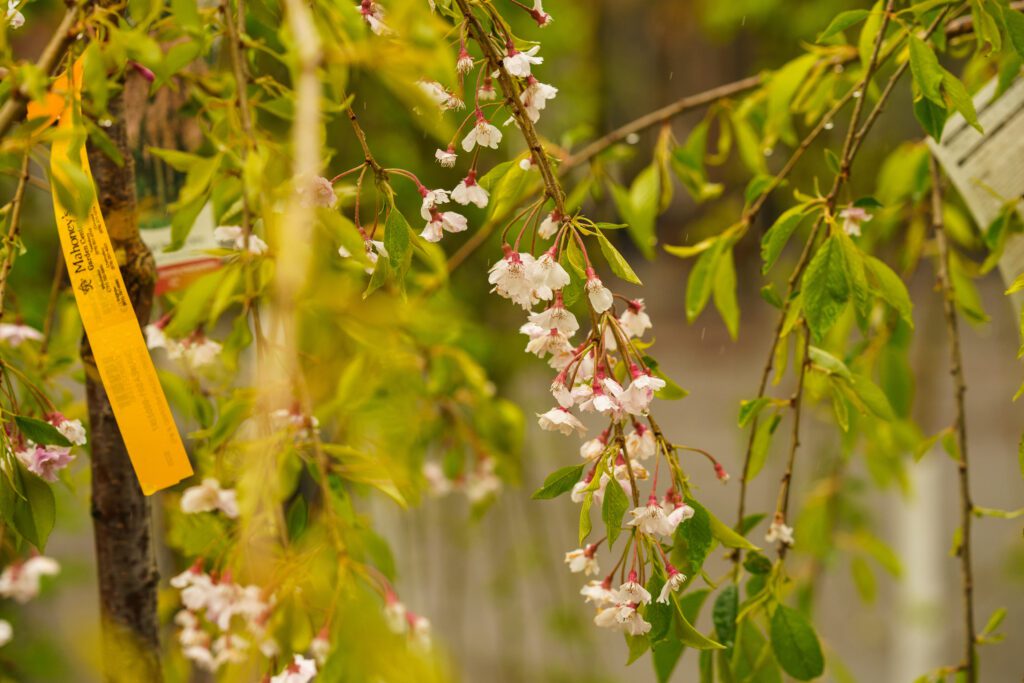 Weeping Ornamental Cherry Trees: A Gift From the East - Blog- Mahoney's ...