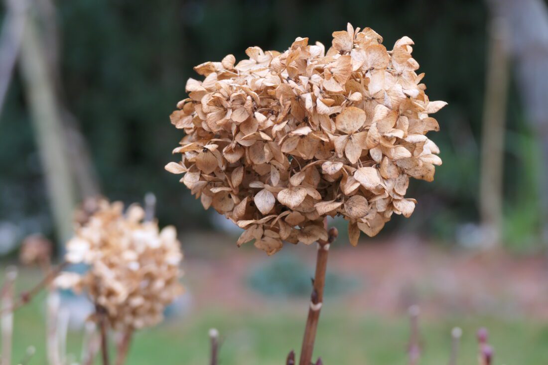 Hydrangeas in All Their Glory - Blog- Mahoney's Garden Center