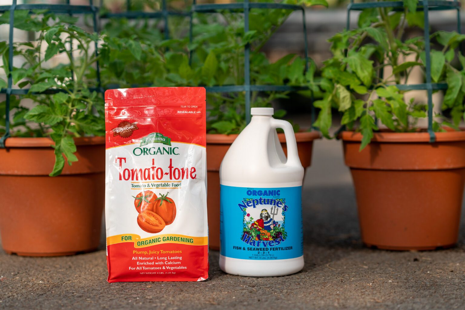 Uncle Mike's Guide to Tomato Patio Gardening - Mahoney's Garden Center