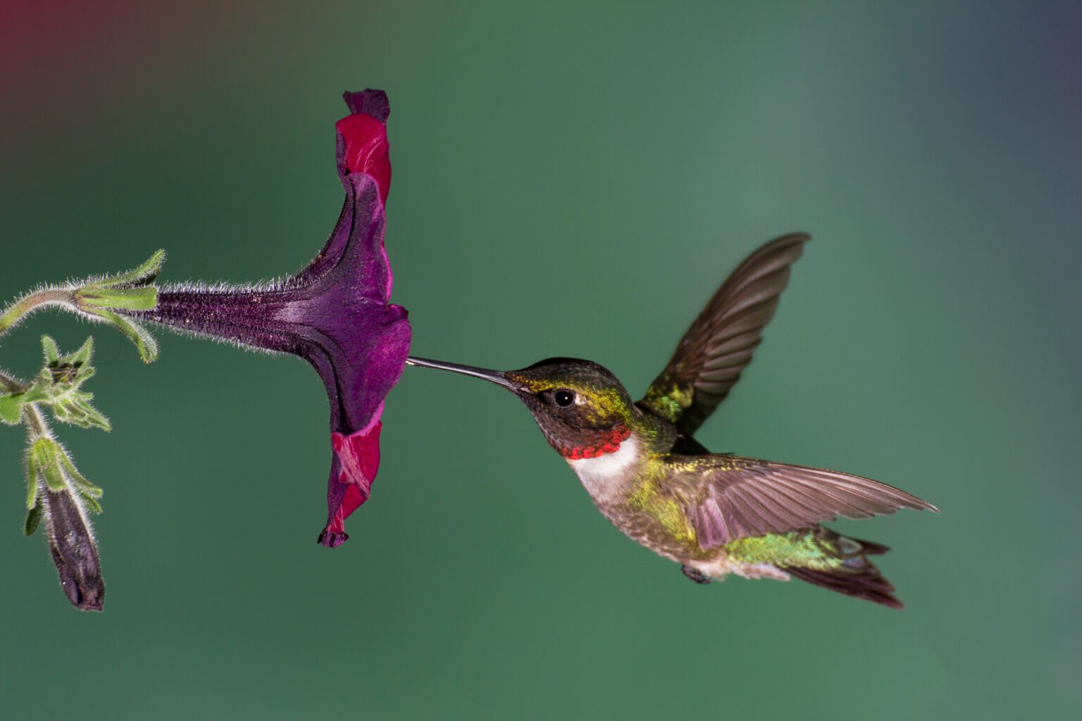 When to Put Out Hummingbird Feeders in New England - Mahoney's Garden ...