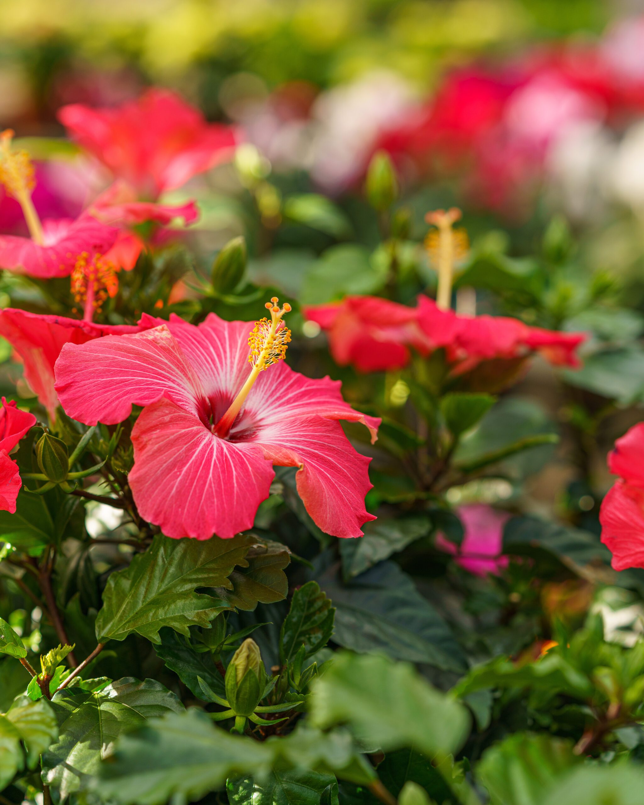 Exploring the Enchanting Trio of Hibiscus Varieties - Mahoney's Garden ...