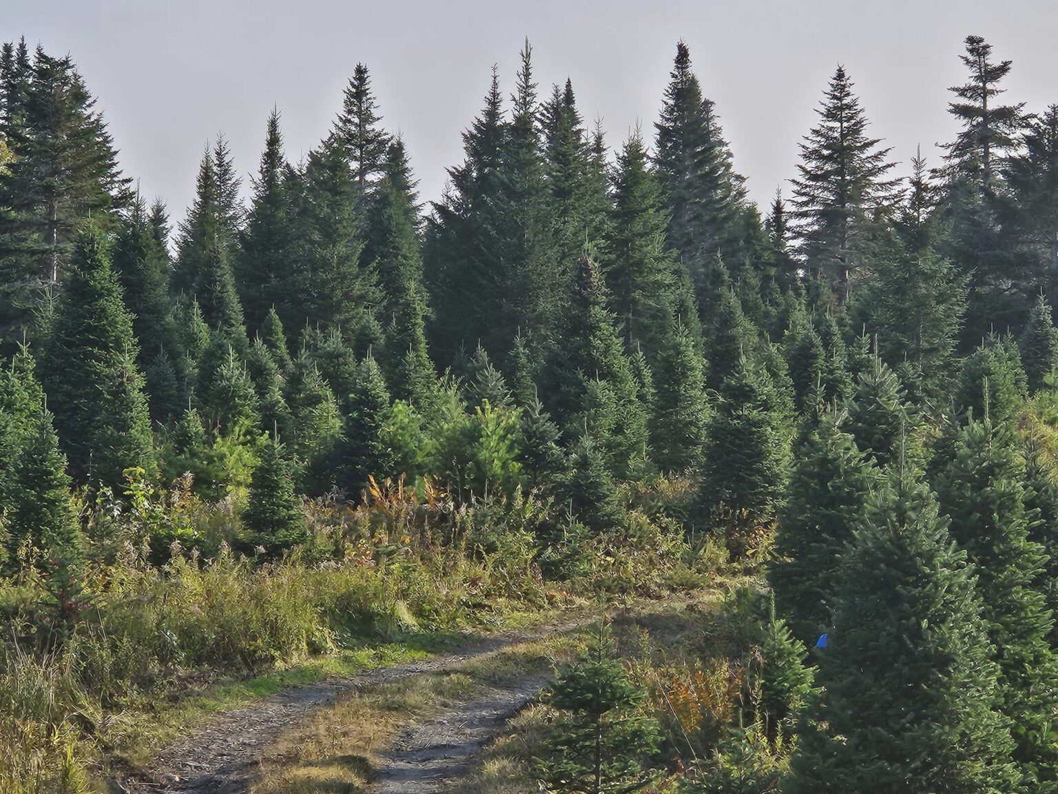 Cultivating Sustainable Traditions in Nova Scotia at Mahoney's ...
