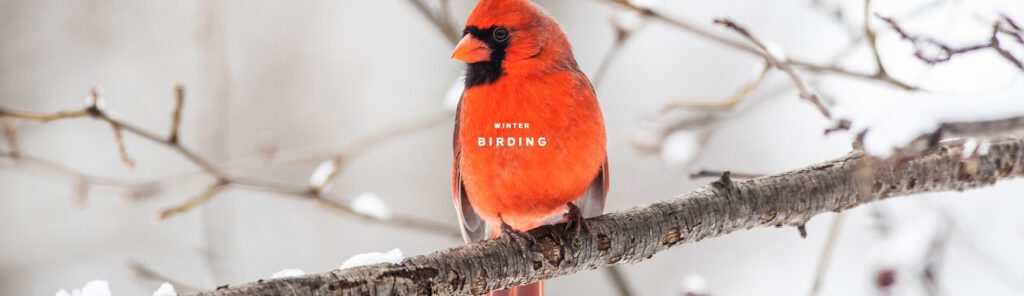 Mahoney's Garden Center - Your Home for Plants & Garden Supplies in MA