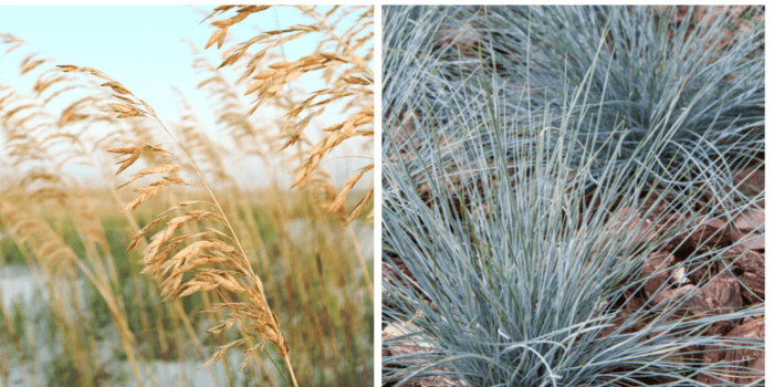 Salt-Tolerant Plants for a Thriving Coastal Garden - Mahoney's Garden ...