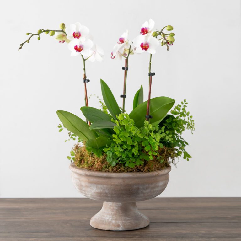Orchid Care: Tips, Tricks, and Inspiration for Your Home - Mahoney's ...
