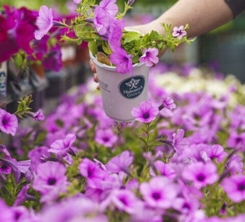 Mahoney's Garden Center - Your Home for Plants & Garden Supplies in MA