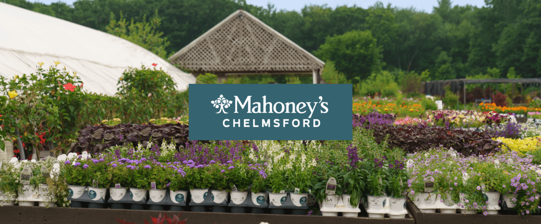 Chelmsford Garden Center | Mahoney's Garden Center