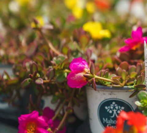 Mahoney's Garden Center - Your Home for Plants & Garden Supplies in MA